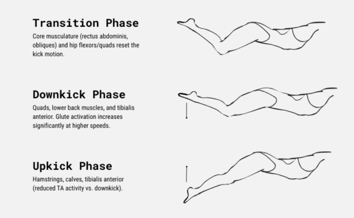What Muscles Does the Underwater Dolphin Kick Work?
