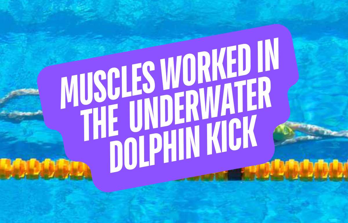 What Muscles Does the Underwater Dolphin Kick Work?